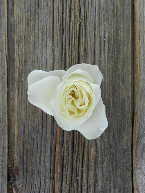 Wholesale Alabaster White Garden Roses Delivered Online | FlowerFarm