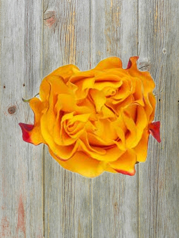 Wholesale Ahmaze Yellow Garden Rose Delivered Online | FlowerFarm
