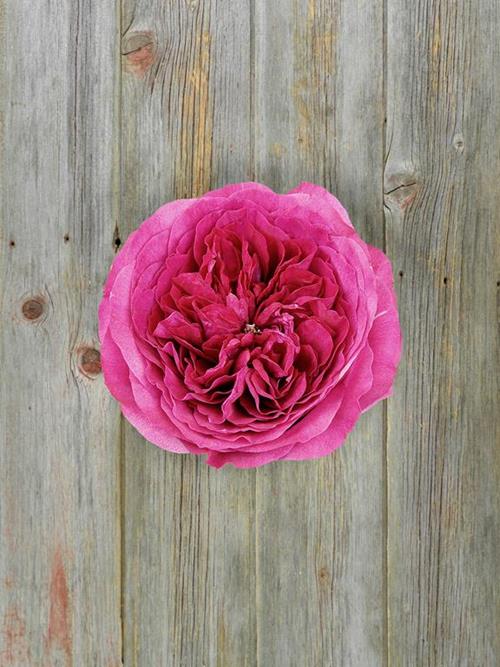 Wholesale Capability David Austin Dark Pink Roses Delivered Online ...