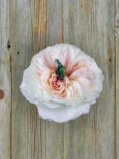 Wholesale David Austin Charity Lt Pink Garden Roses Delivered Online ...