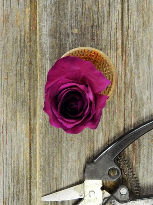 Wholesale Mamy Blue Purple Garden Roses Delivered Online | FlowerFarm
