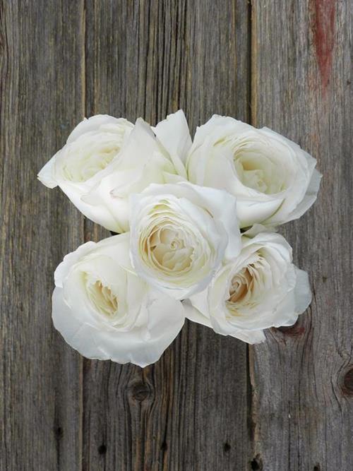 Wholesale Princess Miyuki White Garden Roses Delivered Online | FlowerFarm