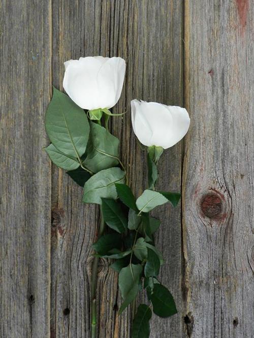 Wholesale Princess Miyuki White Garden Roses Delivered Online | FlowerFarm