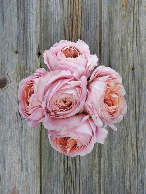 Wholesale Romantic Antique Coral Garden Roses Delivered Online | FlowerFarm