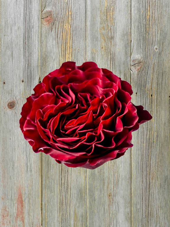 Wholesale Red Garden Roses Delivered Online | FlowerFarm