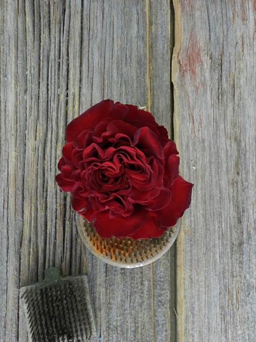 Wholesale Wanted Red Garden Roses Delivered Online | FlowerFarm