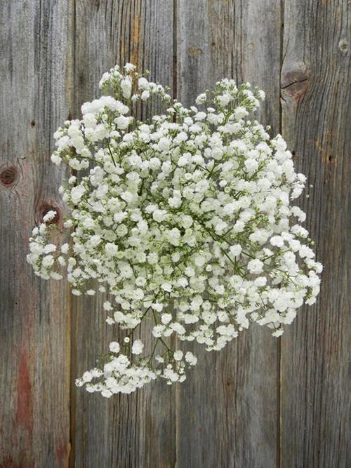 Wholesale Mirabella White Gypsophila Delivered Online | FlowerFarm