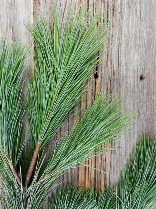 Wholesale Greens in Bulk | FlowerFarm - Fresh Cut Greens