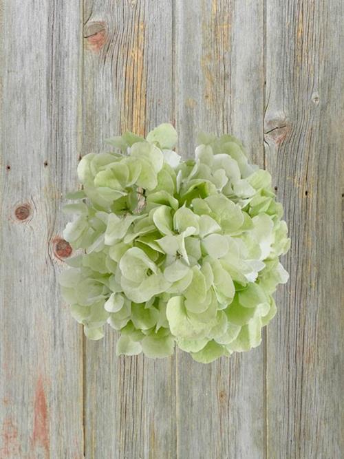 Wholesale Big Petal Kiwi Green Hydrangeas Delivered Online | FlowerFarm