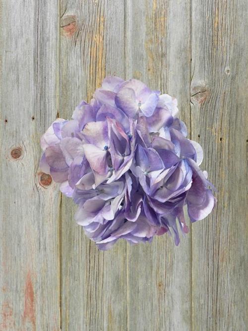 Wholesale Big Petal Lilac White-Lavender Color Hydrangeas Delivered ...