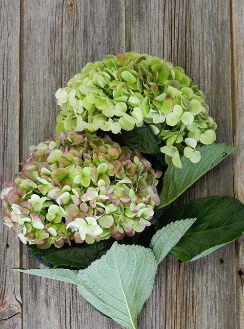 Wholesale Antique Green Hydrangeas Delivered Online | FlowerFarm