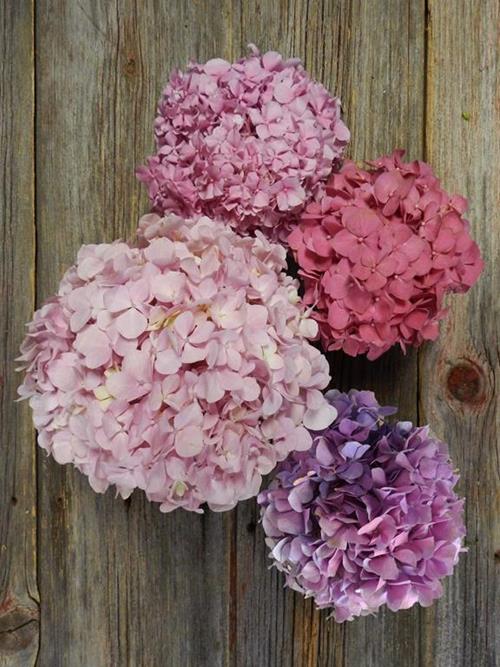 Wholesale Assorted Hydrangea Delivered Online | FlowerFarm
