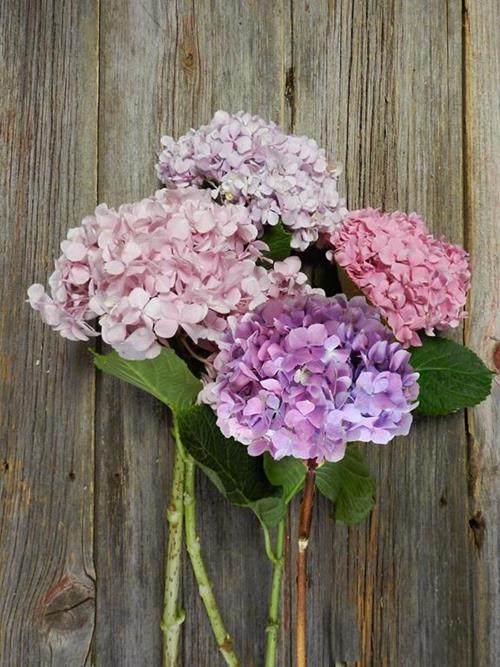 Wholesale Assorted Hydrangea Delivered Online | FlowerFarm