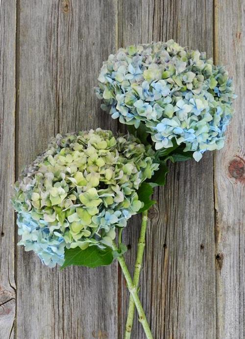 Wholesale Hulk Bi-Color Green/Blue Hydrangea Delivered Online | FlowerFarm