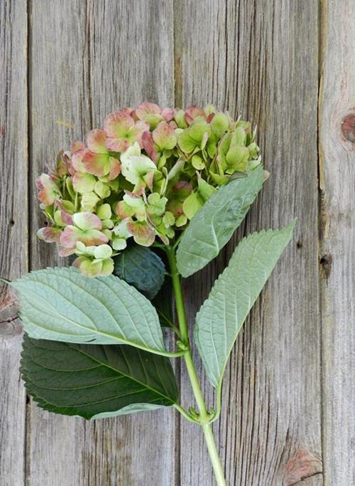 Wholesale Antique Bi-Color Green/Red Hydrangeas Delivered Online ...