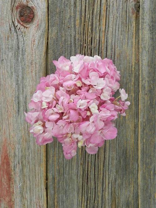 Wholesale Magic Pink Pink Hydrangea Delivered Online | FlowerFarm