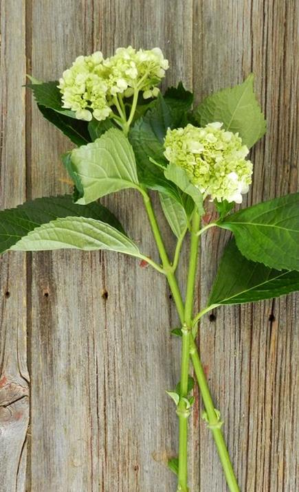 Wholesale Mini Green Hydrangeas Delivered Online | FlowerFarm