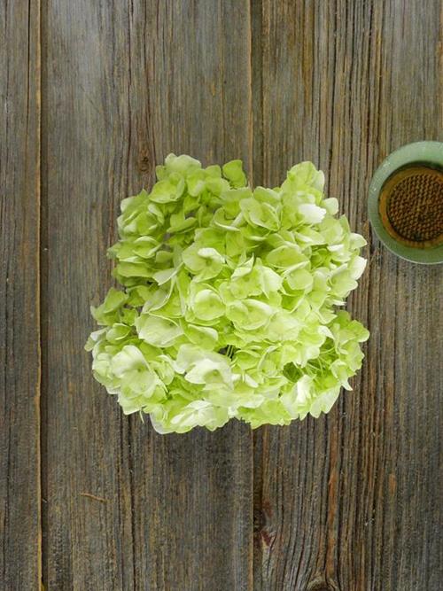 Wholesale Mojito Mini Light Green Hydrangea Delivered Online | FlowerFarm