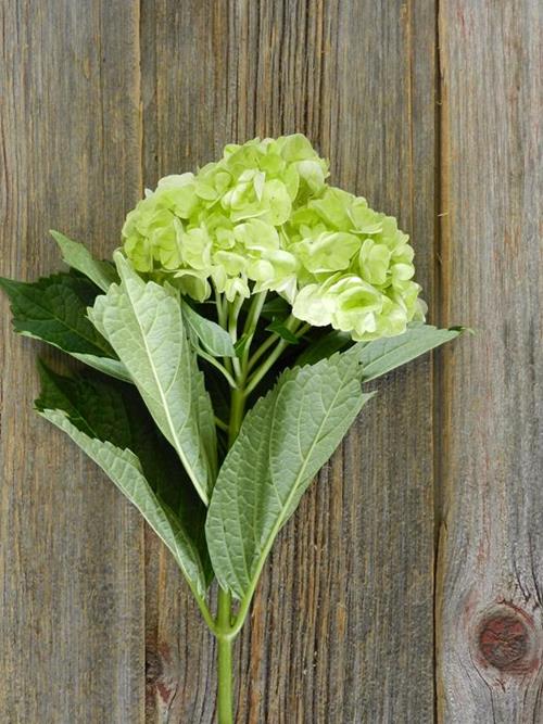 Wholesale Mojito Mini Light Green Hydrangea Delivered Online | FlowerFarm