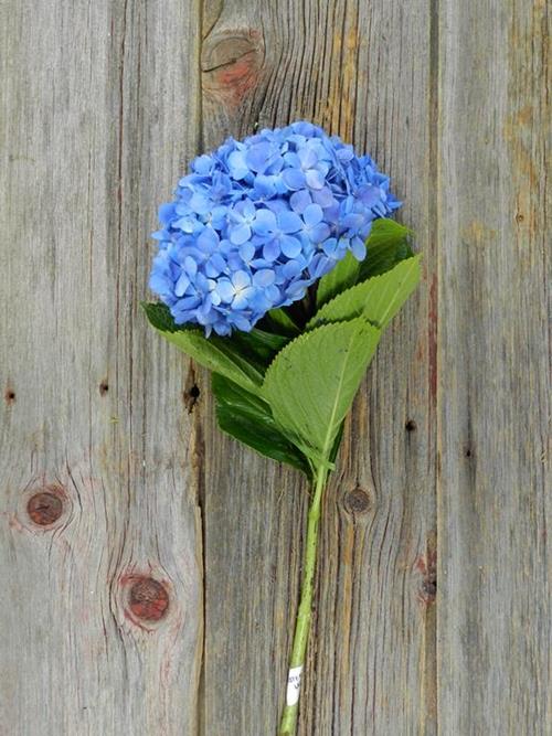 Wholesale Shocking Blue Hydrangeas Delivered Online | FlowerFarm