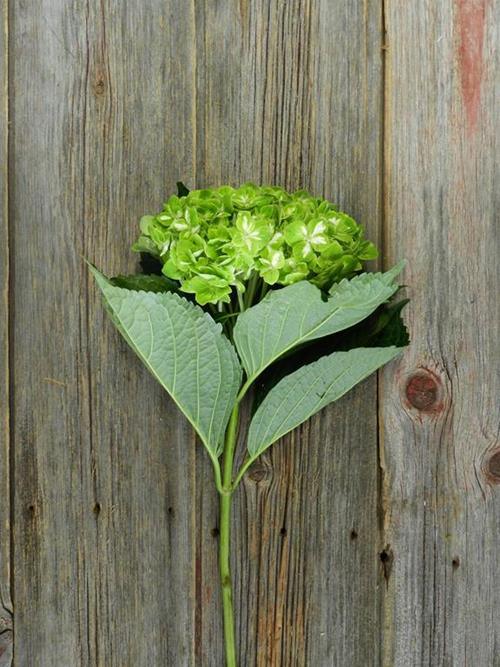 Wholesale Shamrock Bi-Color Green/White Hydrangea Delivered Online ...