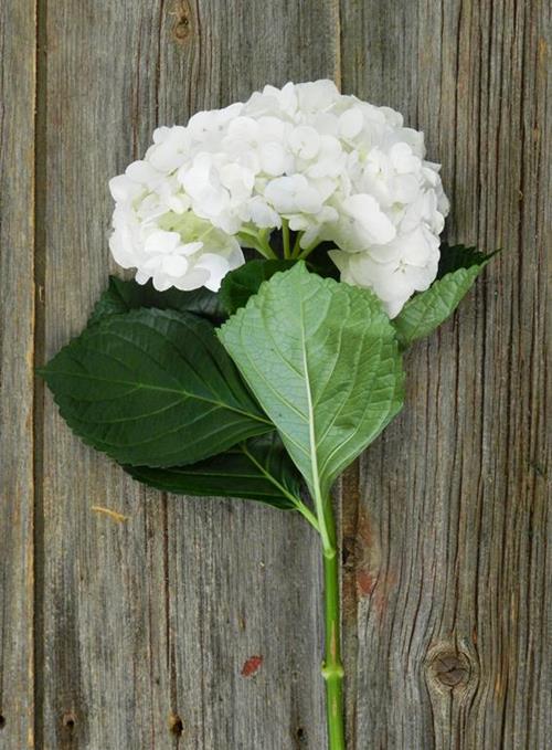 Wholesale White Hydrangeas Delivered Online | FlowerFarm