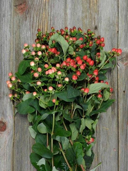 Wholesale Assorted Hypericum Delivered Online | FlowerFarm