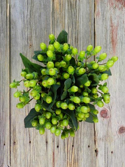 Wholesale Green Hypericum Delivered Online | FlowerFarm
