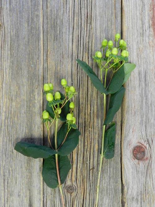 Wholesale Green Hypericum Delivered Online | FlowerFarm