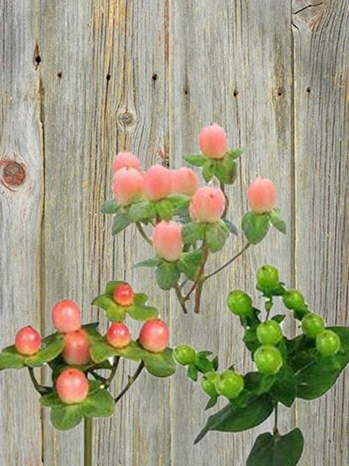 Wholesale Spring Pack Assorted Hypericum Delivered Online | FlowerFarm