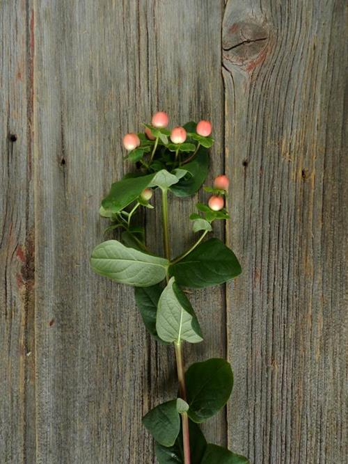 Wholesale Magical Pink Pink Hypericum Delivered Online | FlowerFarm