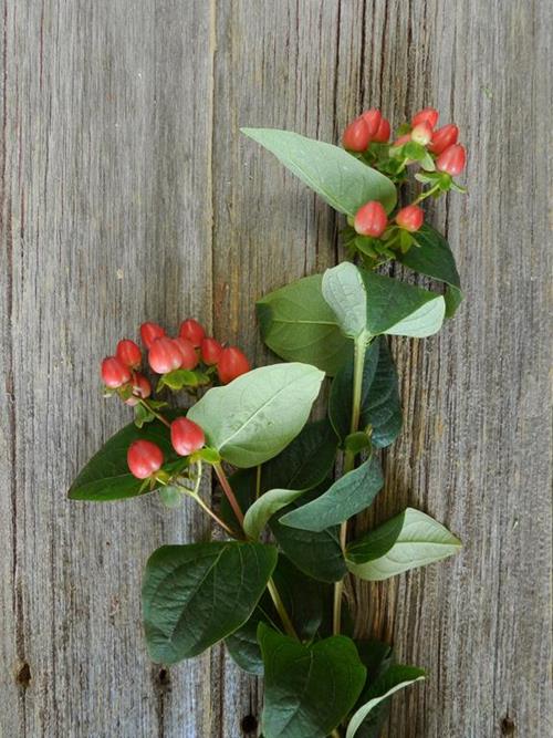 Wholesale Magical Pumpkin Orange Hypericum Delivered Online | FlowerFarm