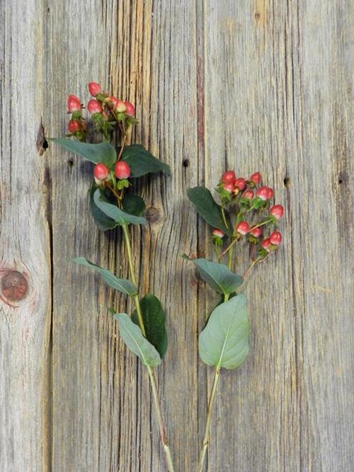 Wholesale Red Hypericum Delivered Online | FlowerFarm