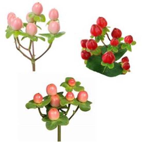 Wholesale Hypericum Spring 2023 Assorted Colors Delivered Online ...