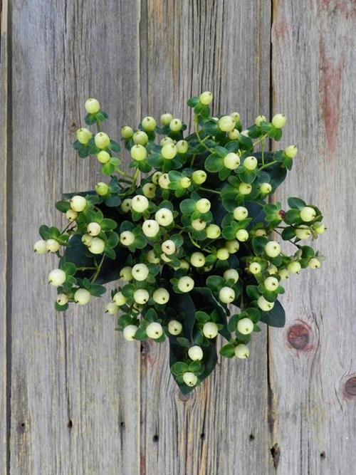 Wholesale White Hypericum Delivered Online | FlowerFarm