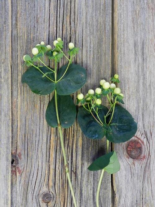 Wholesale White Hypericum Delivered Online | FlowerFarm