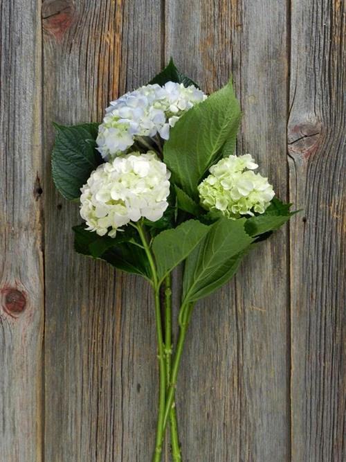 Wholesale Best Seller Hydrangea Box With 6 White, 6 Blue, & 6 Mini ...