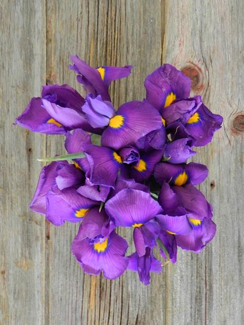 Wholesale Purple Iris Delivered Online | FlowerFarm