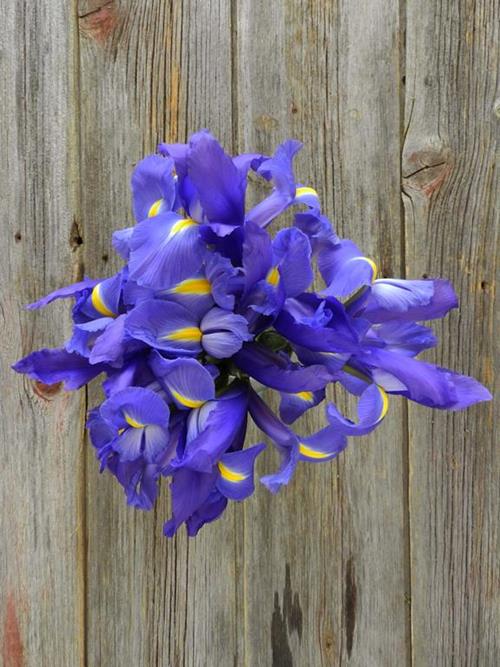 Wholesale Telstar Blue Iris Delivered Online | FlowerFarm