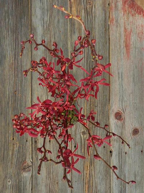 Wholesale James Story Aranthera Red Orchids Delivered Online | FlowerFarm