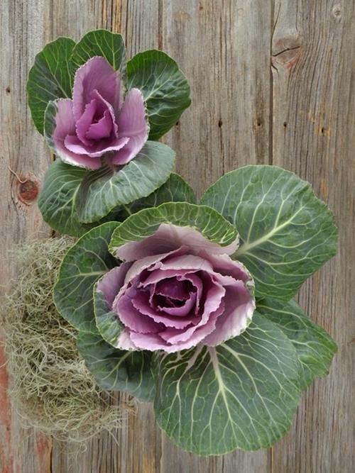 Wholesale Purple Kale Delivered Online | FlowerFarm