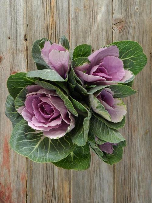 Wholesale Purple Kale Delivered Online | FlowerFarm