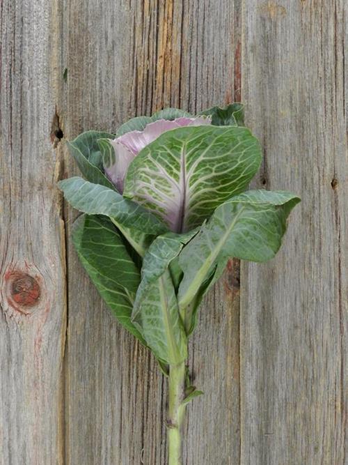 Wholesale Purple Kale Delivered Online | FlowerFarm