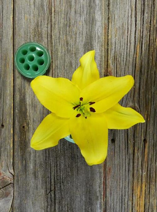 Wholesale Pavia 3/S Yellow L.A. Hybrid Lilies Delivered Online | FlowerFarm
