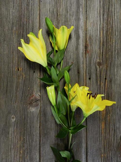 Wholesale Pavia Yellow L.A. Hybrid Lilies Delivered Online | FlowerFarm