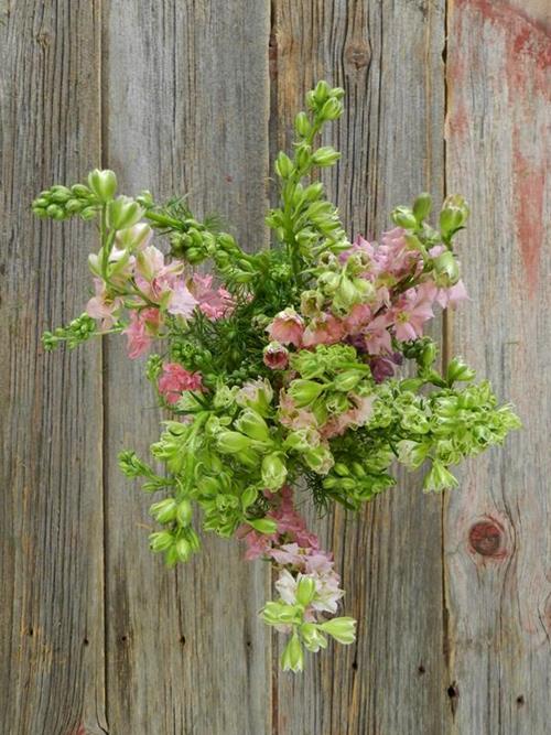 Wholesale Pink Larkspur Delivered Online | FlowerFarm