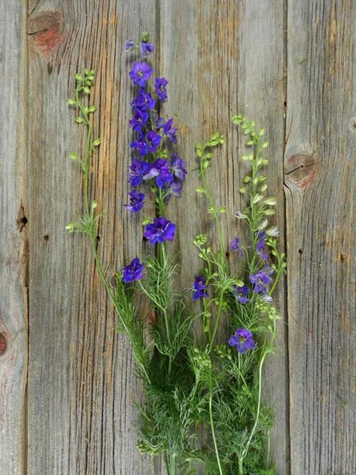 Wholesale Purple Larkspur Delivered Online | FlowerFarm