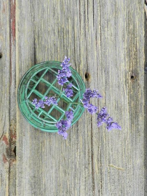 Wholesale Maine Blue Limonium Delivered Online | FlowerFarm