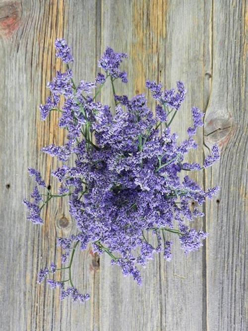 Wholesale Maine Blue Limonium Delivered Online | FlowerFarm