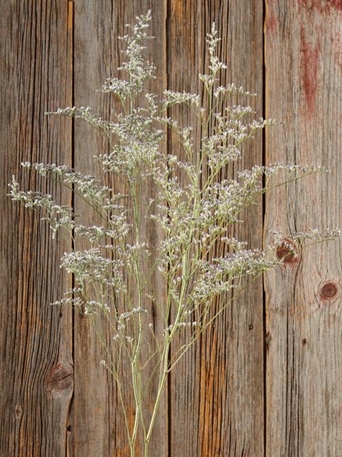 Wholesale Misty Blue Limonium Delivered Online | FlowerFarm
